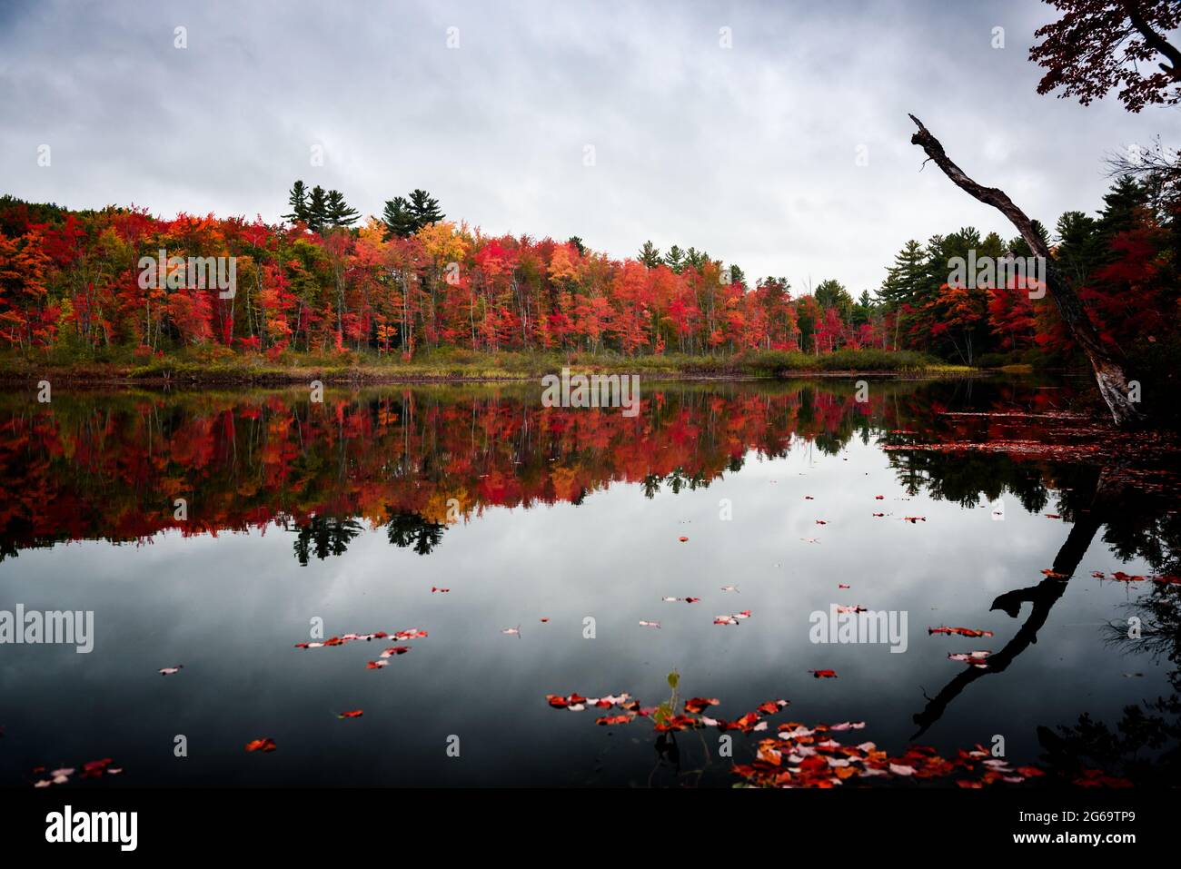 Mapple trees hi-res stock photography and images - Alamy