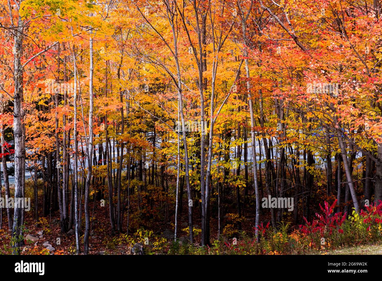 Birch color during the fall foliage season Stock Photo - Alamy