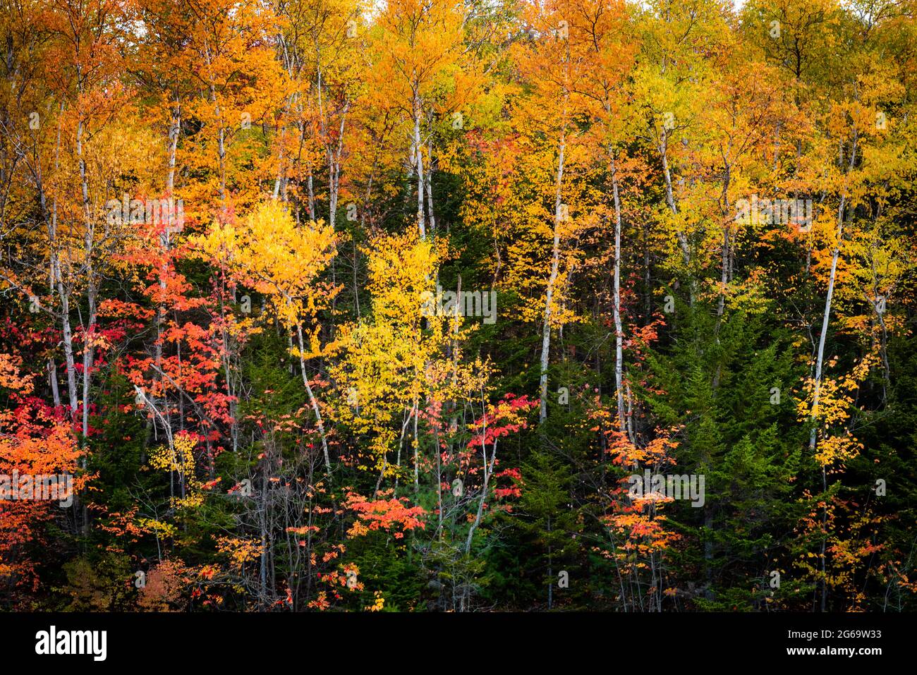 Pines foliage hi-res stock photography and images - Alamy