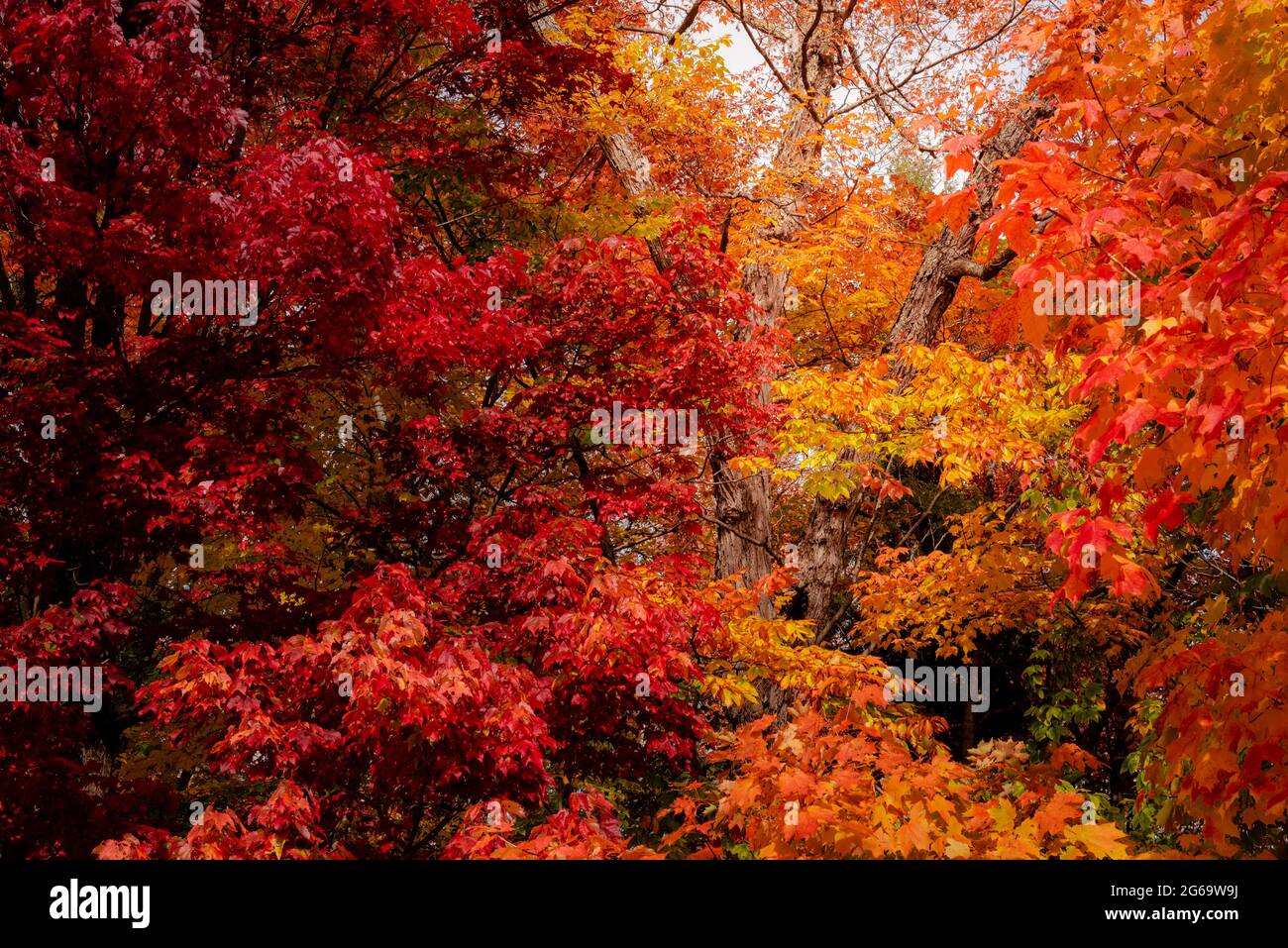 New england maple trees in fall hi-res stock photography and images - Alamy