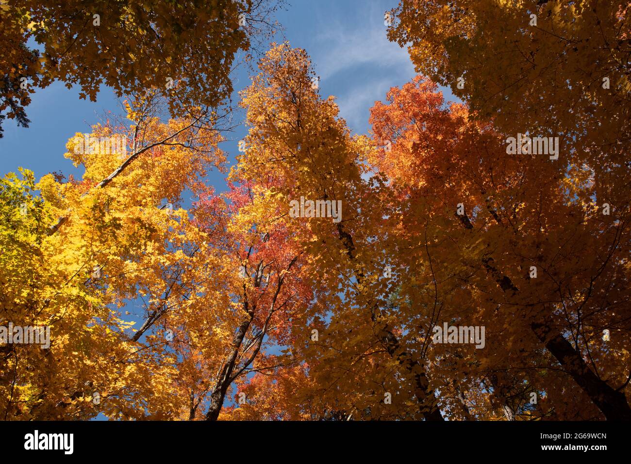 Typical colors of trees during the fall foliage season in New England ...