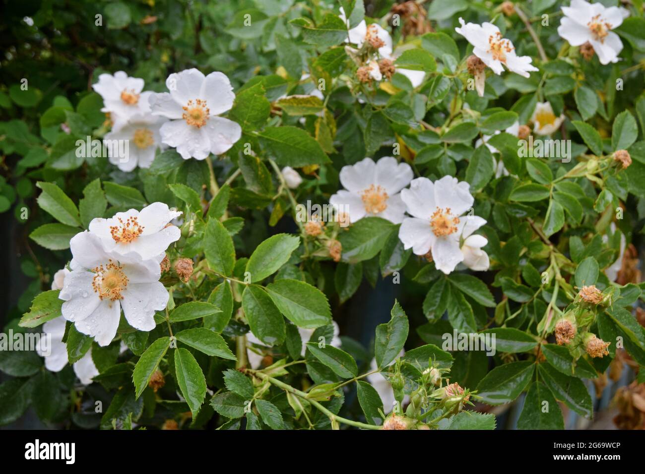Pink and white dog rose hi-res stock photography and images - Alamy