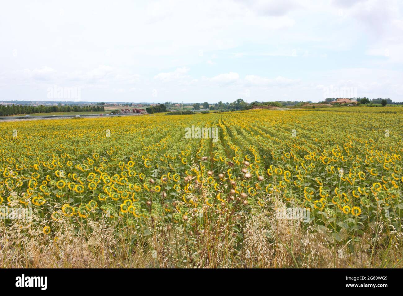 Rotten sunflower hi-res stock photography and images - Alamy