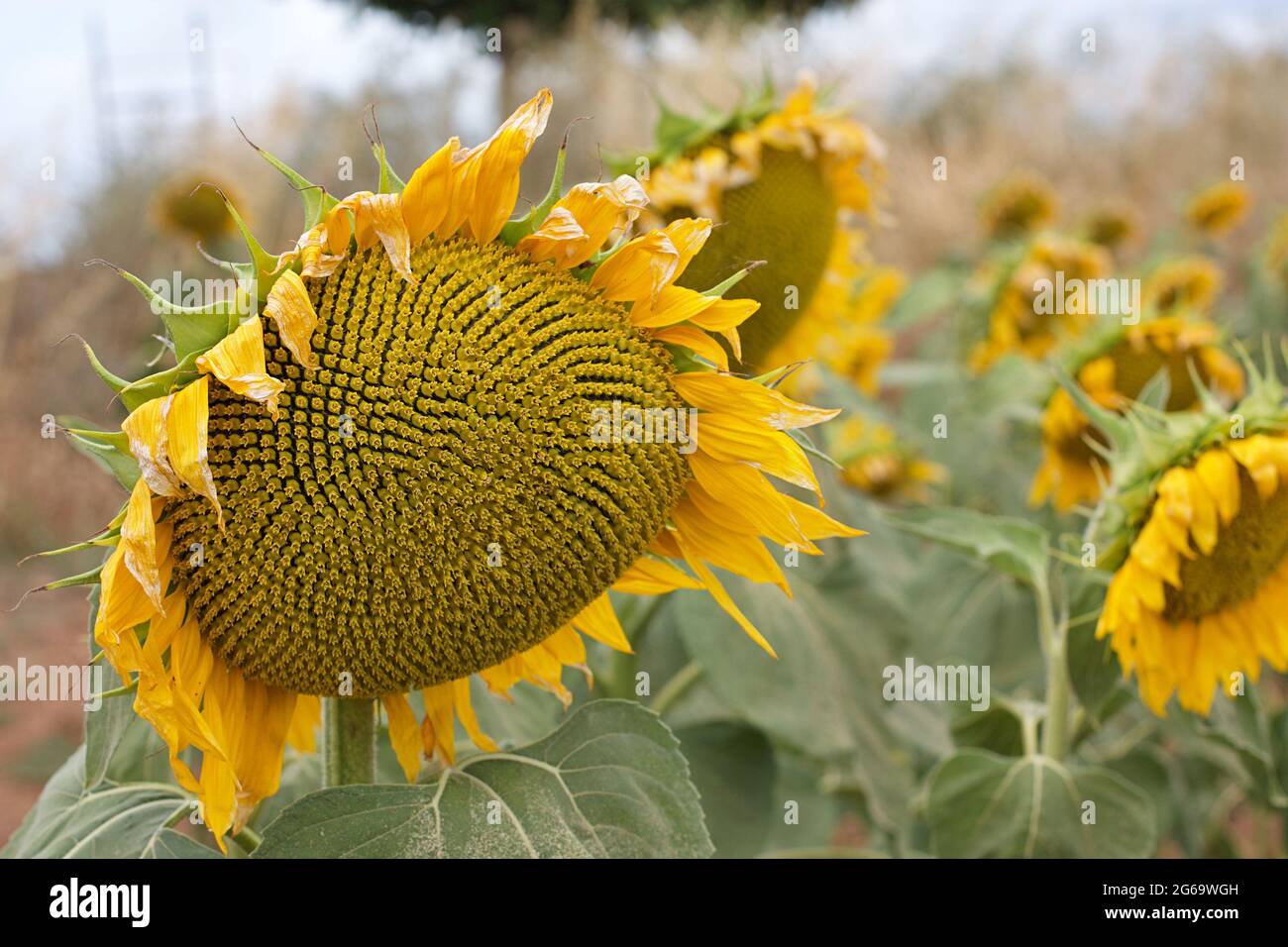 Rotten sunflower hi-res stock photography and images - Alamy