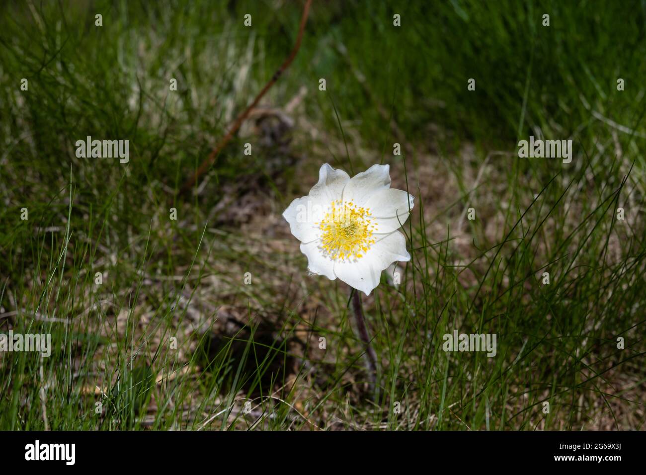 Extremely rare white flower that grows in the Italian Alps Stock Photo ...