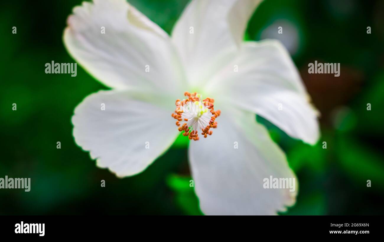 Bangladesh tree flower hi-res stock photography and images - Alamy