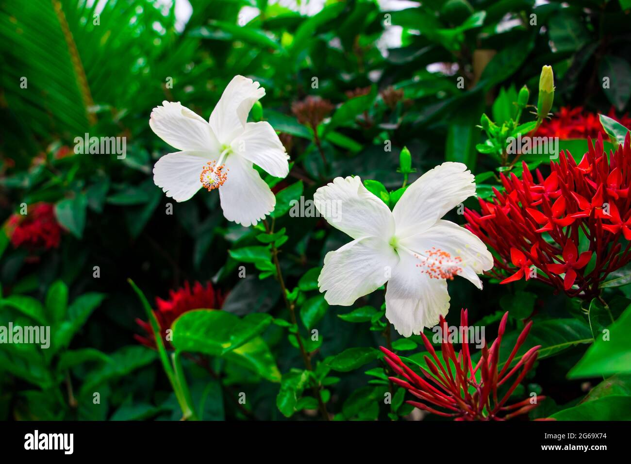 Flower garden. I captured this image on August 11, 2018, from Dhaka ...