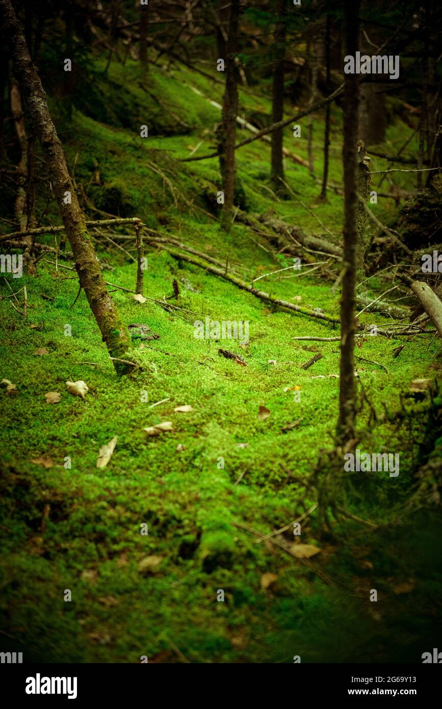 Green moss under pine trees Stock Photo - Alamy