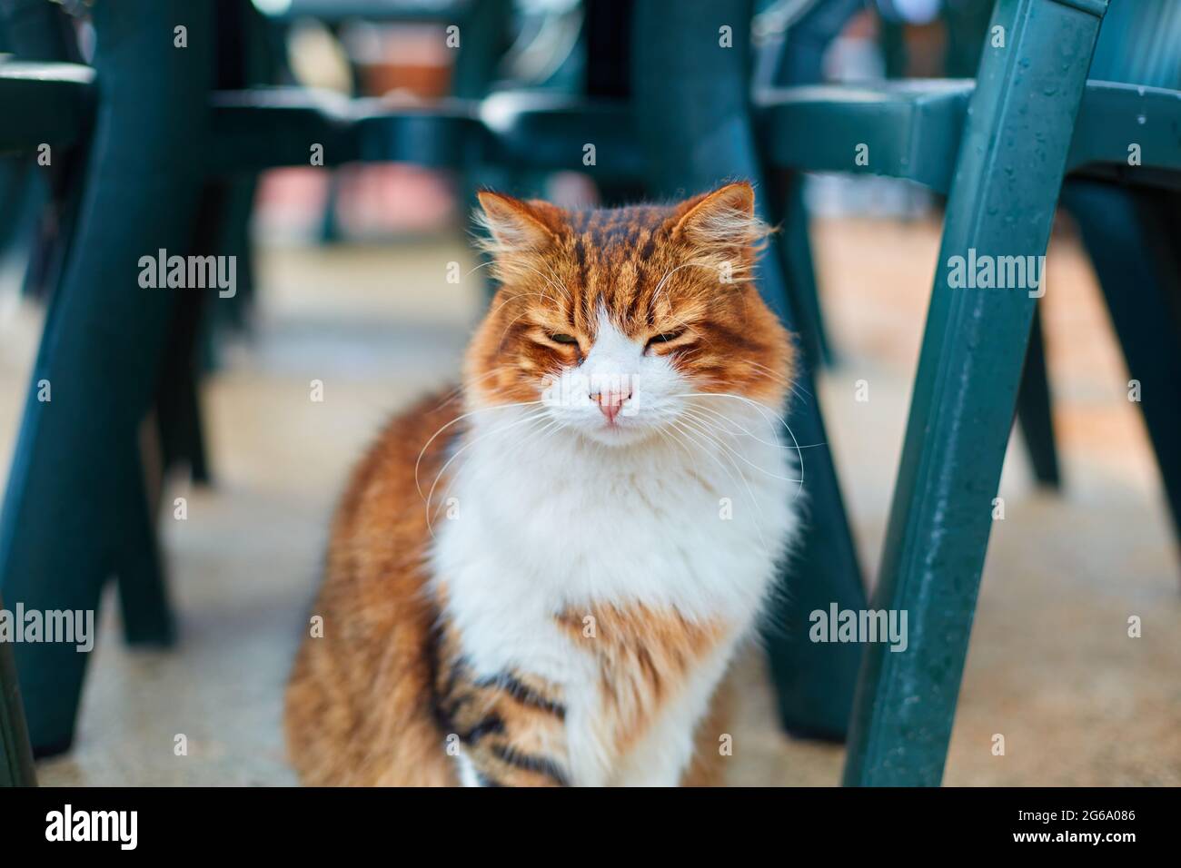 Tabby cat under table hi-res stock photography and images - Alamy