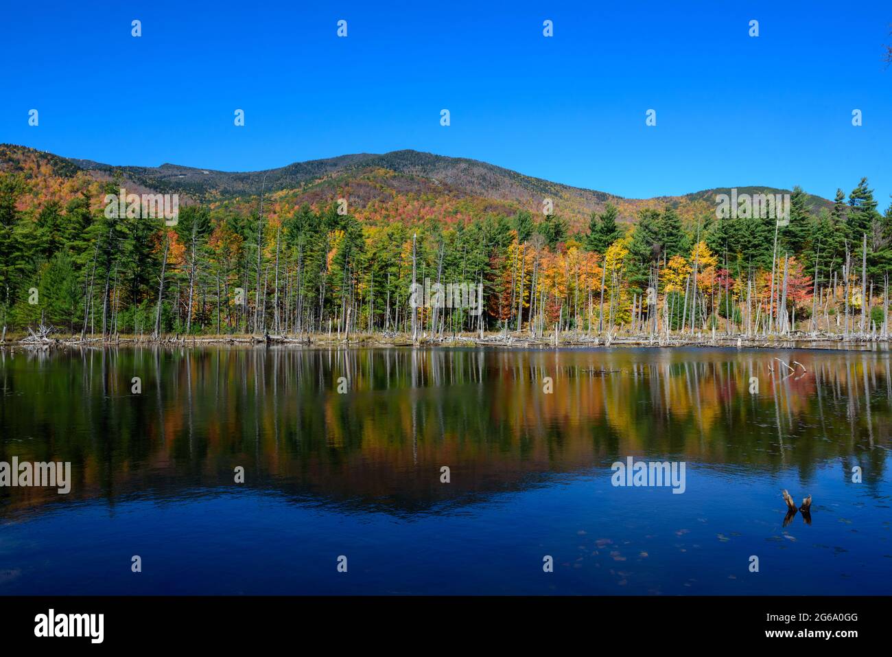 Fall foliage color near whiteface mountain in the Adirondack Stock ...