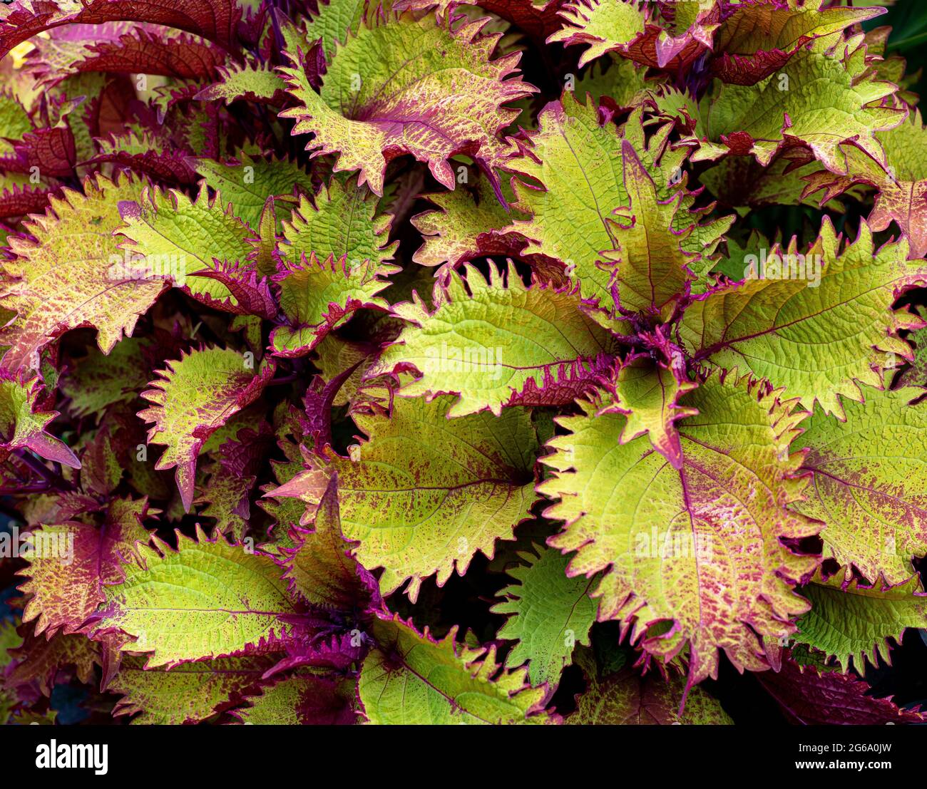 Close-up view of leaves of coleus plant, a cultivar of Coleus ...