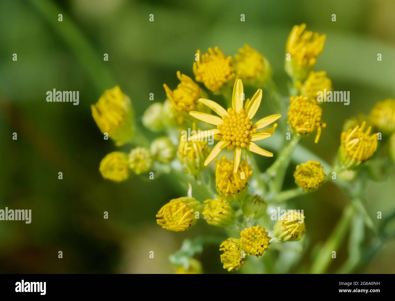 beautiful yellow Ragwort flowers (Senecio jacobaea) growing wild on ...