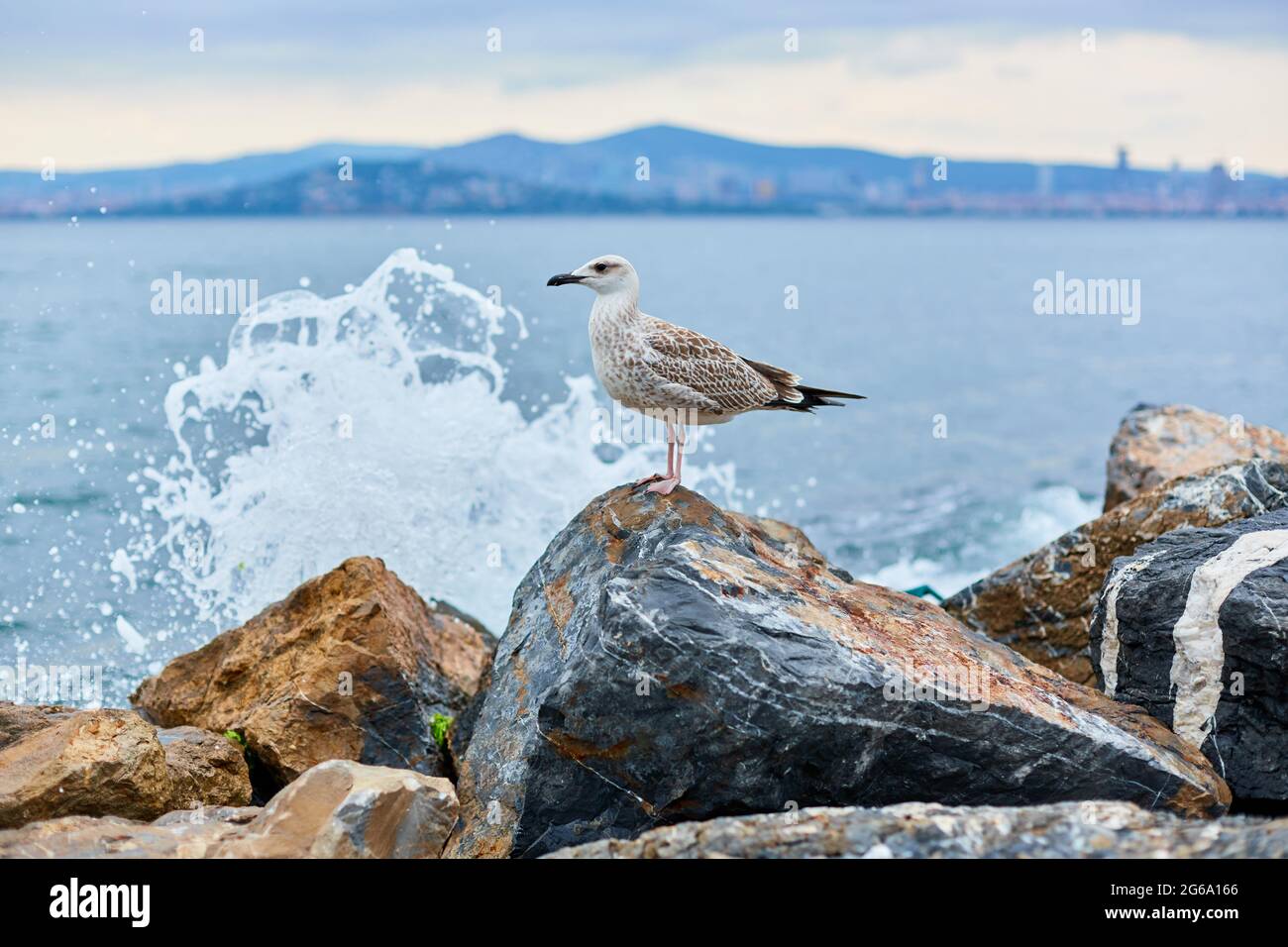 The seagull poses on the rocks by the sea during the surf Stock Photo ...