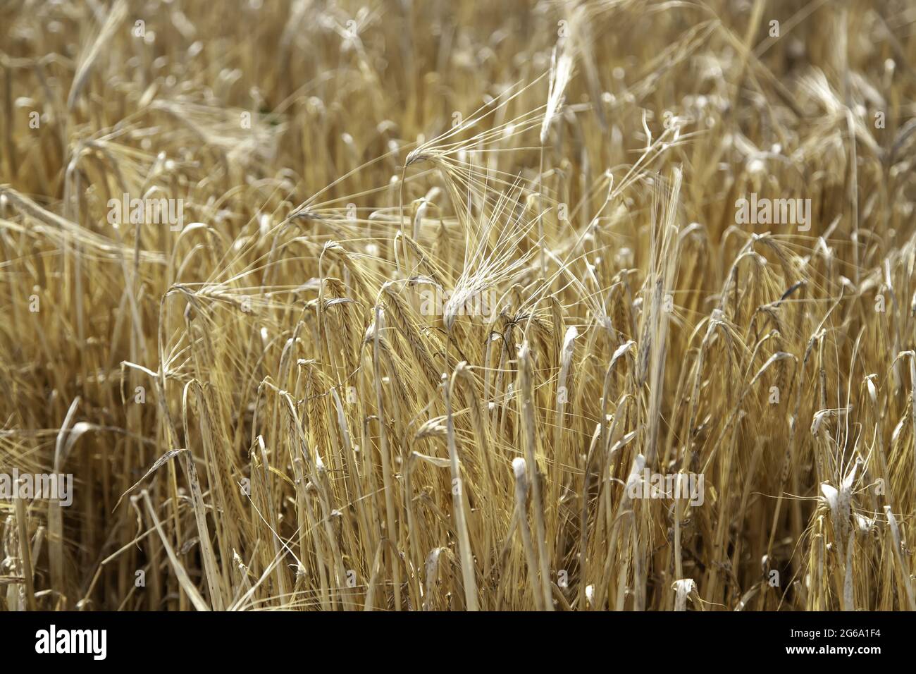 Natural wheat field, agriculture and harvest, landscape Stock Photo - Alamy