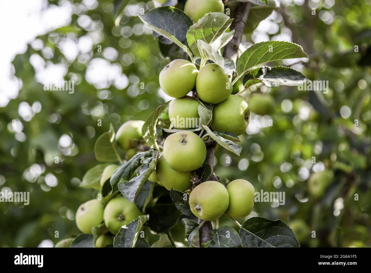 Apple tree with fruits, agriculture and organic food Stock Photo - Alamy