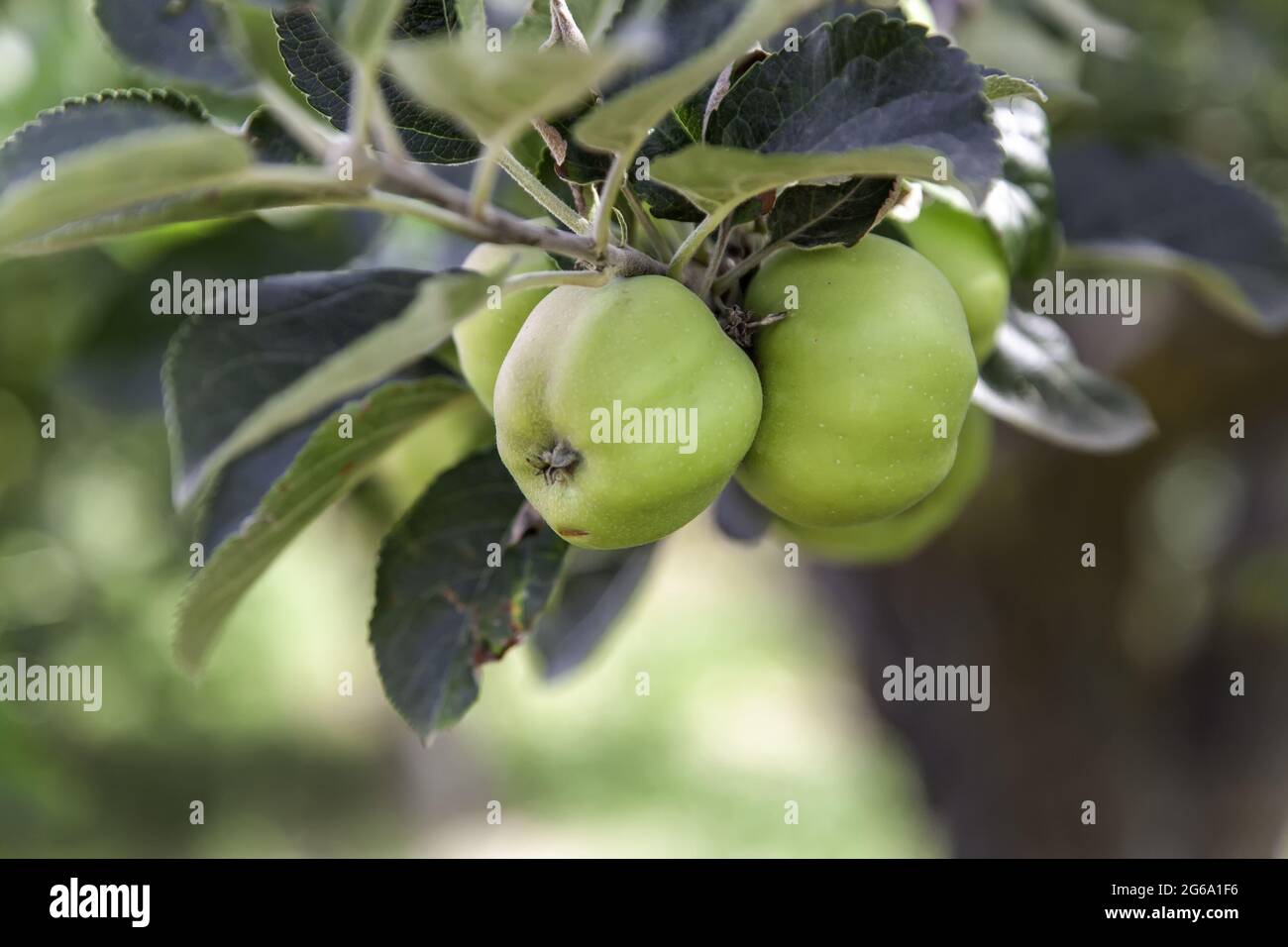 Apple tree with fruits, agriculture and organic food Stock Photo - Alamy