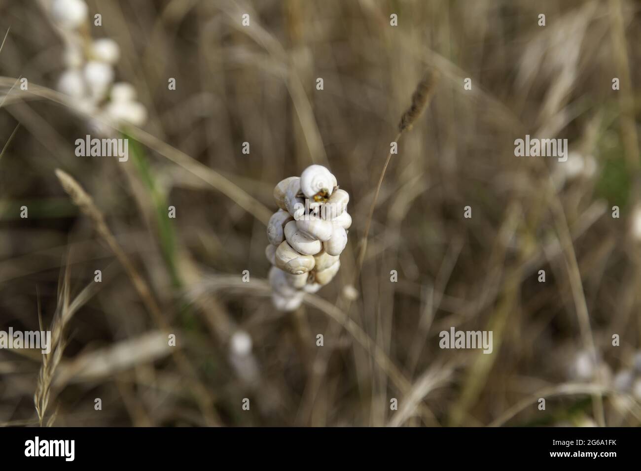 Dried snails on wheat branch, nature and animals Stock Photo - Alamy