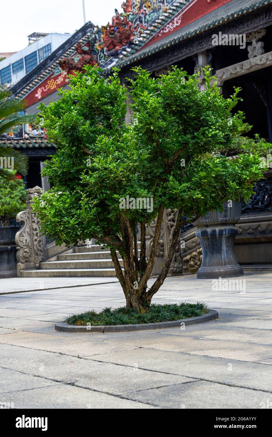 A close-up of a green tree in the Chen Clan Academy in Guangzhou Stock ...