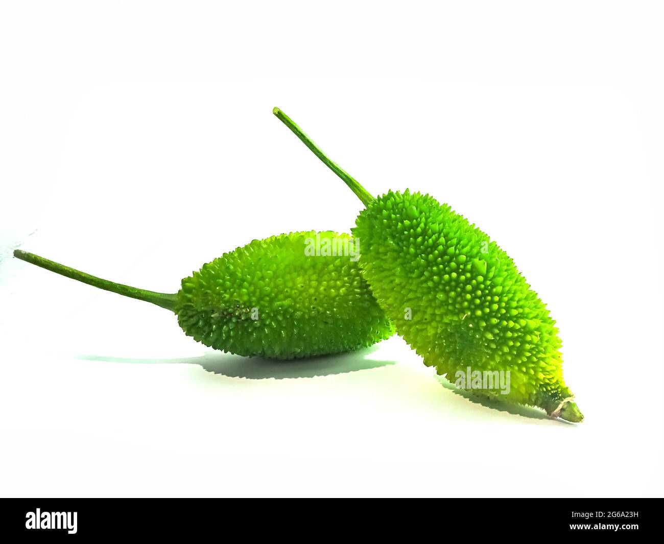 Spiny gourd or spine gourd also known as bristly balsma pear, prickly ...