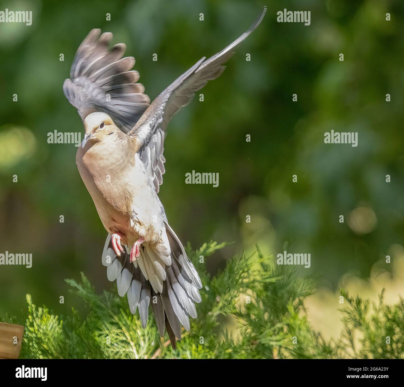 Mourning Dove ( Zenalda Macroura ) About To Land With Wings Spread Back ...