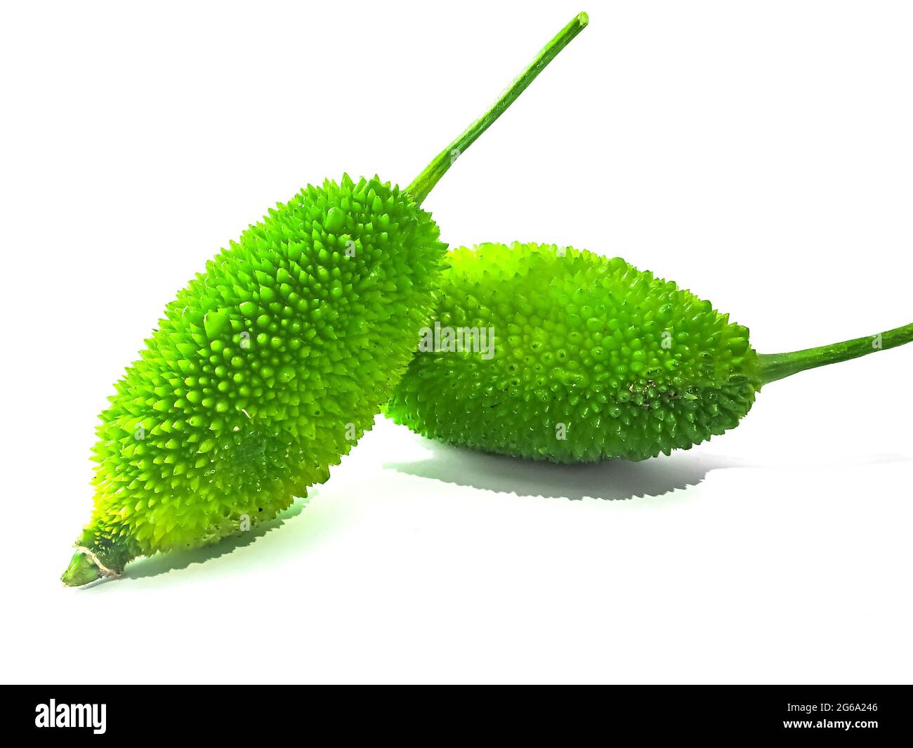 Spiny gourd or spine gourd also known as bristly balsma pear, prickly ...