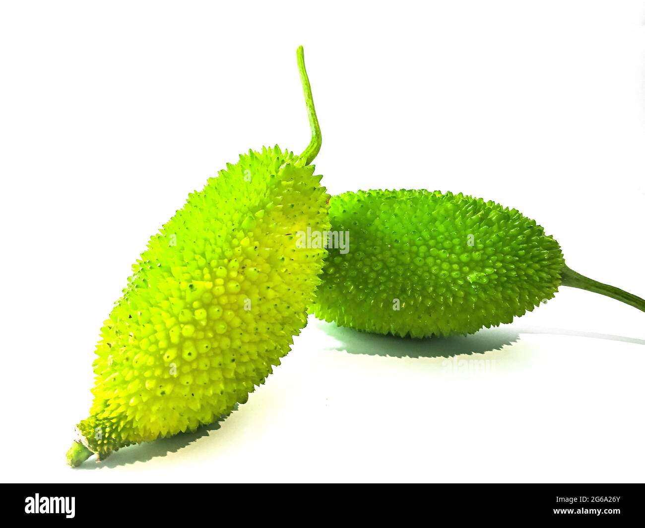 Spiny gourd or spine gourd also known as bristly balsma pear, prickly ...