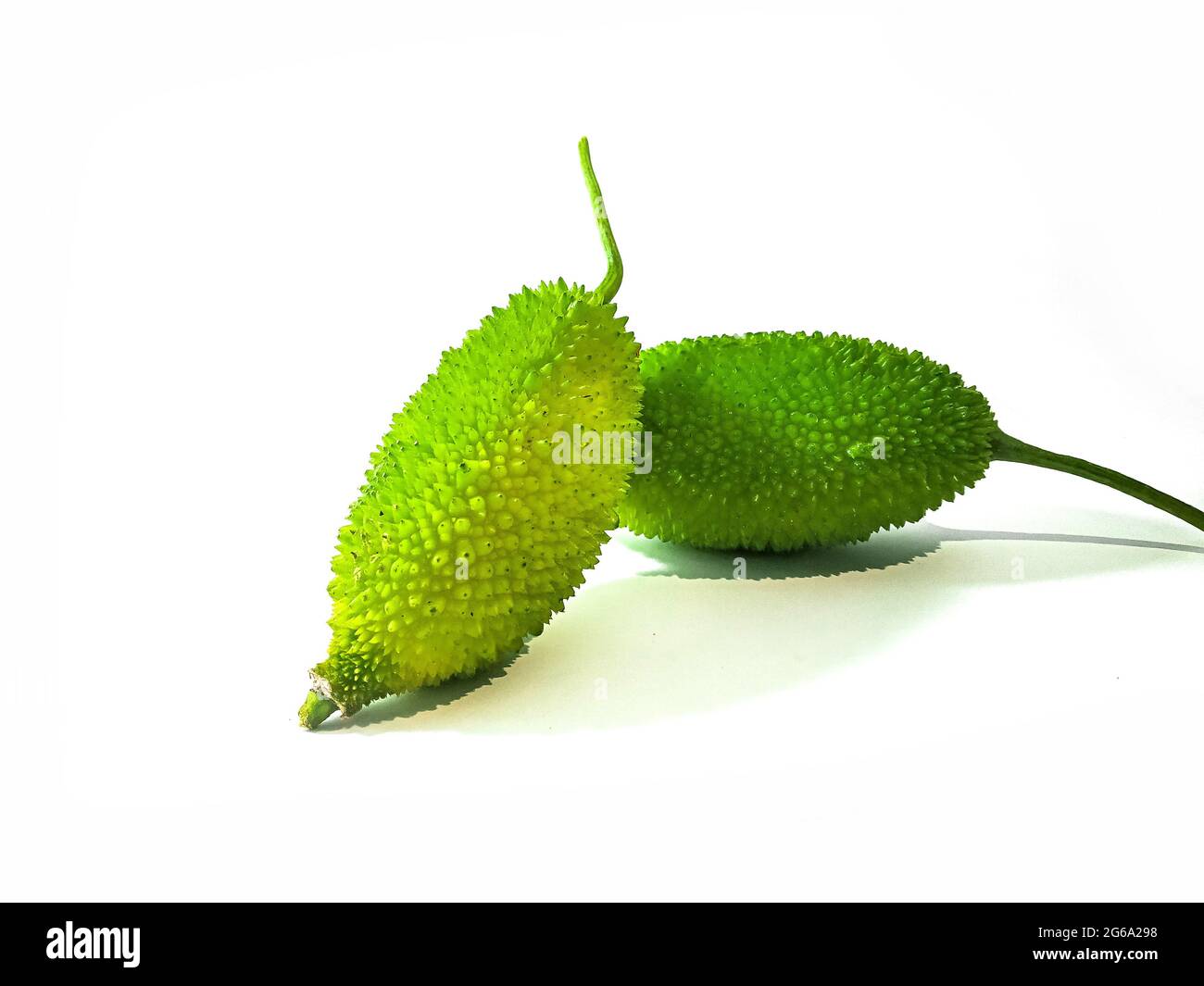 Spiny gourd or spine gourd also known as bristly balsma pear, prickly ...