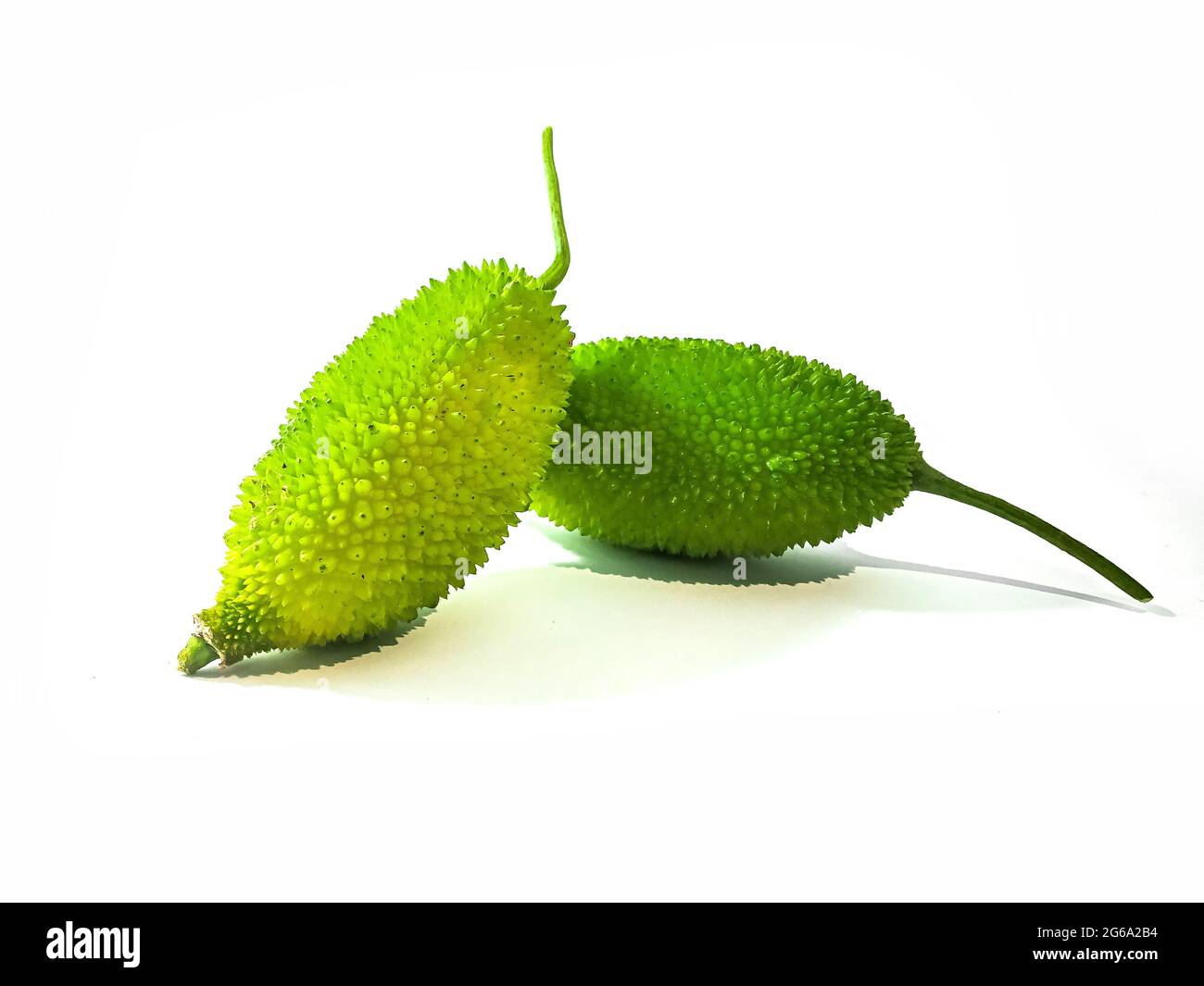 Spiny gourd or spine gourd also known as bristly balsma pear, prickly ...