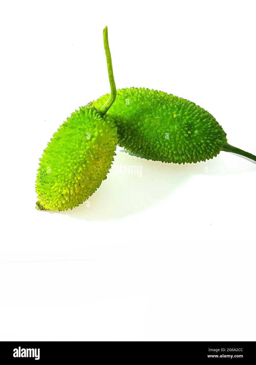 Spiny gourd or spine gourd also known as bristly balsma pear, prickly ...