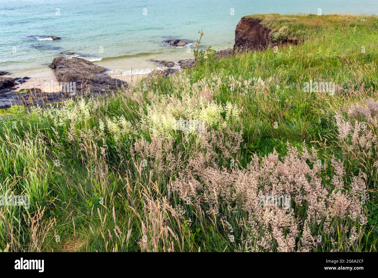 Cliff top grasses as they flower and set seeds Stock Photo - Alamy
