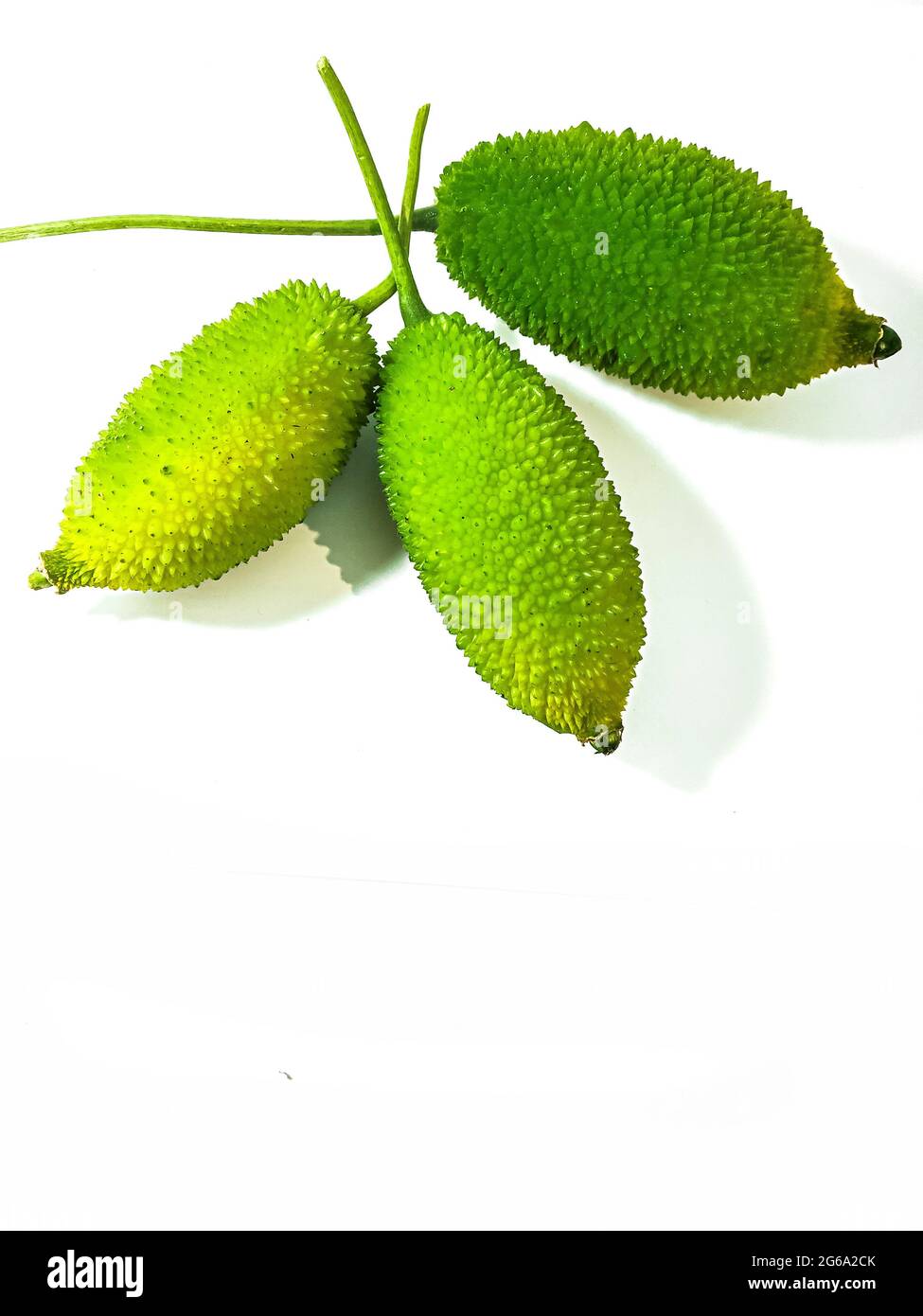 Spiny gourd or spine gourd also known as bristly balsma pear, prickly ...