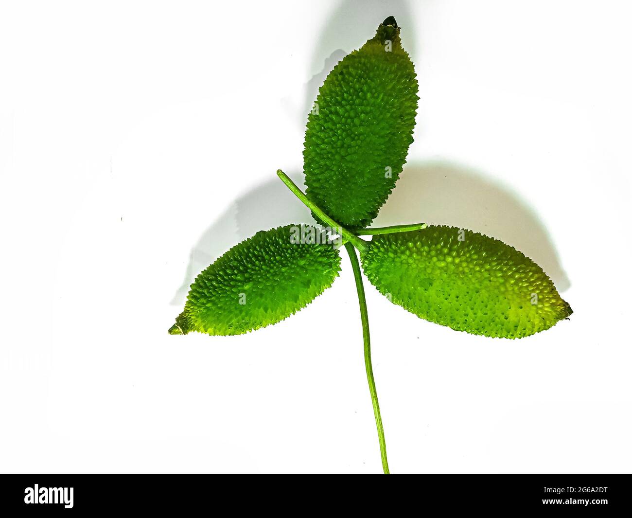 Spiny gourd or spine gourd also known as bristly balsma pear, prickly ...