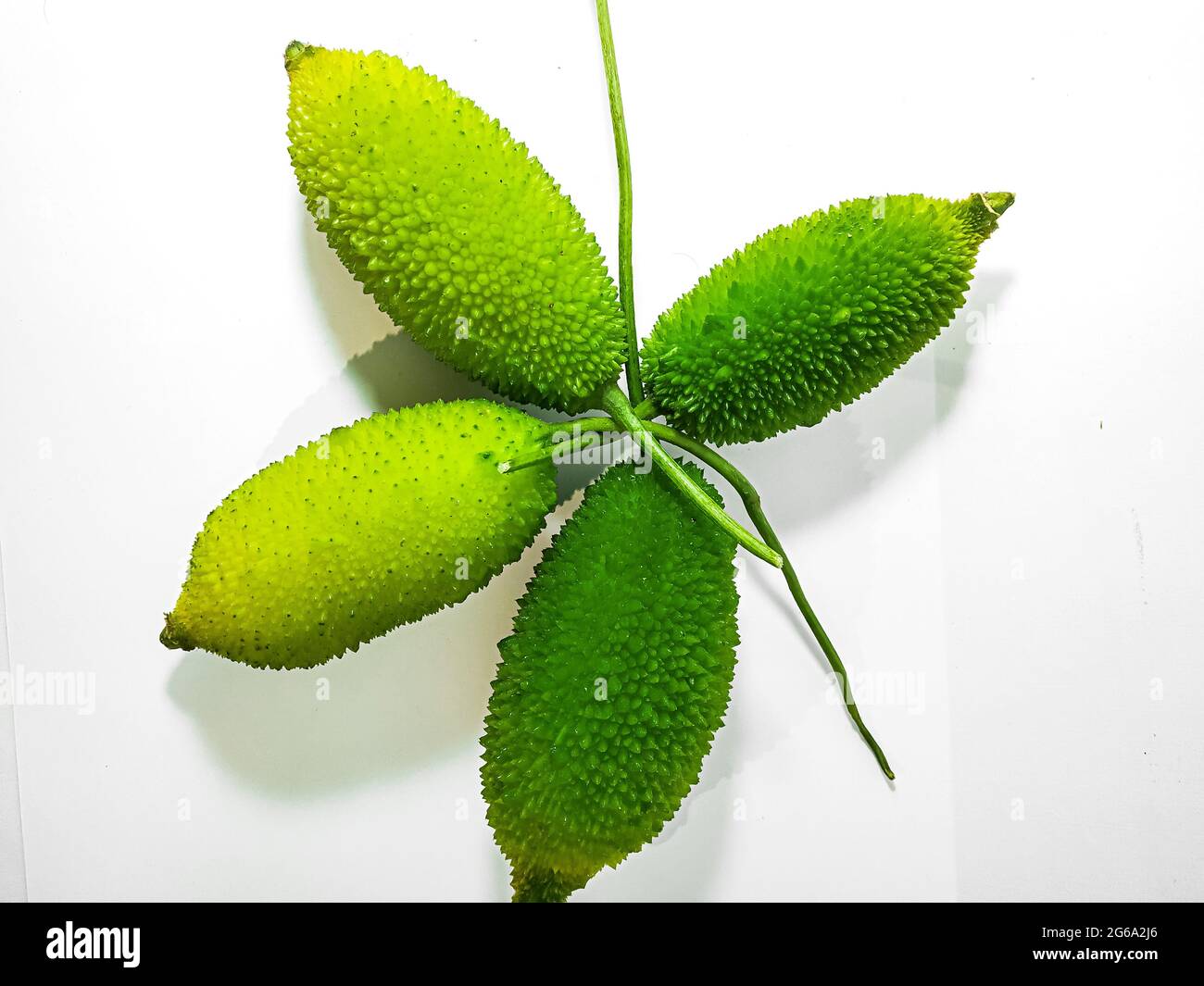Spiny gourd or spine gourd also known as bristly balsma pear, prickly ...
