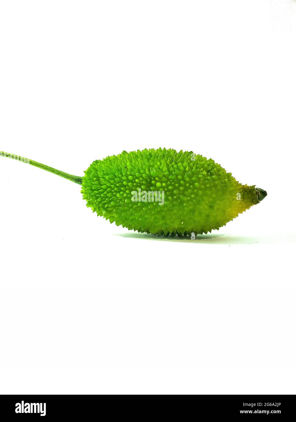 Spiny gourd or spine gourd also known as bristly balsma pear, prickly ...