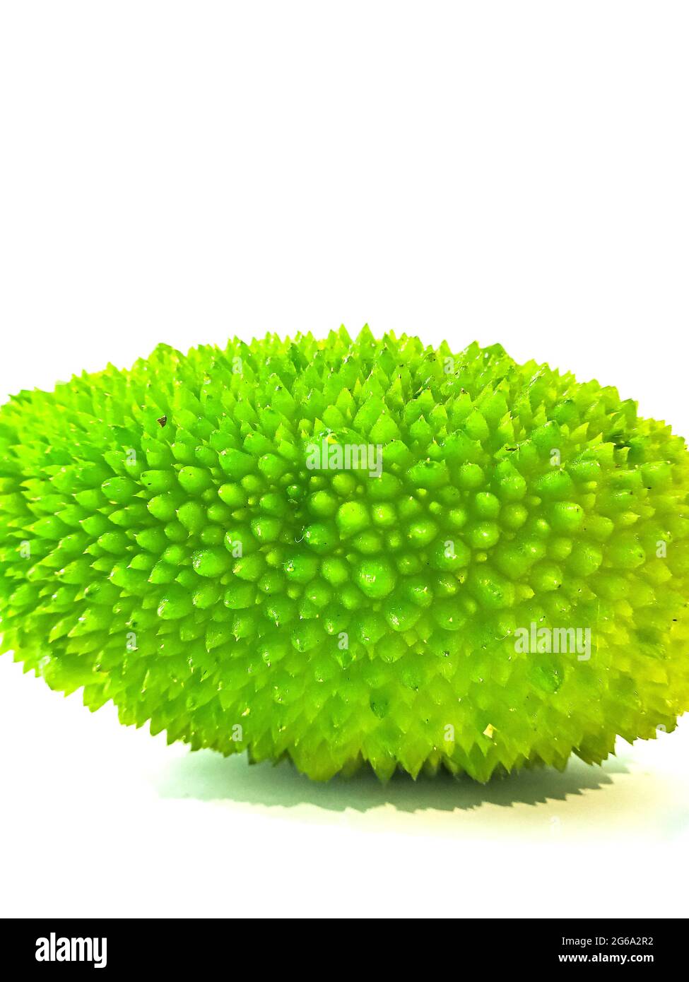 Spiny gourd or spine gourd also known as bristly balsma pear, prickly ...