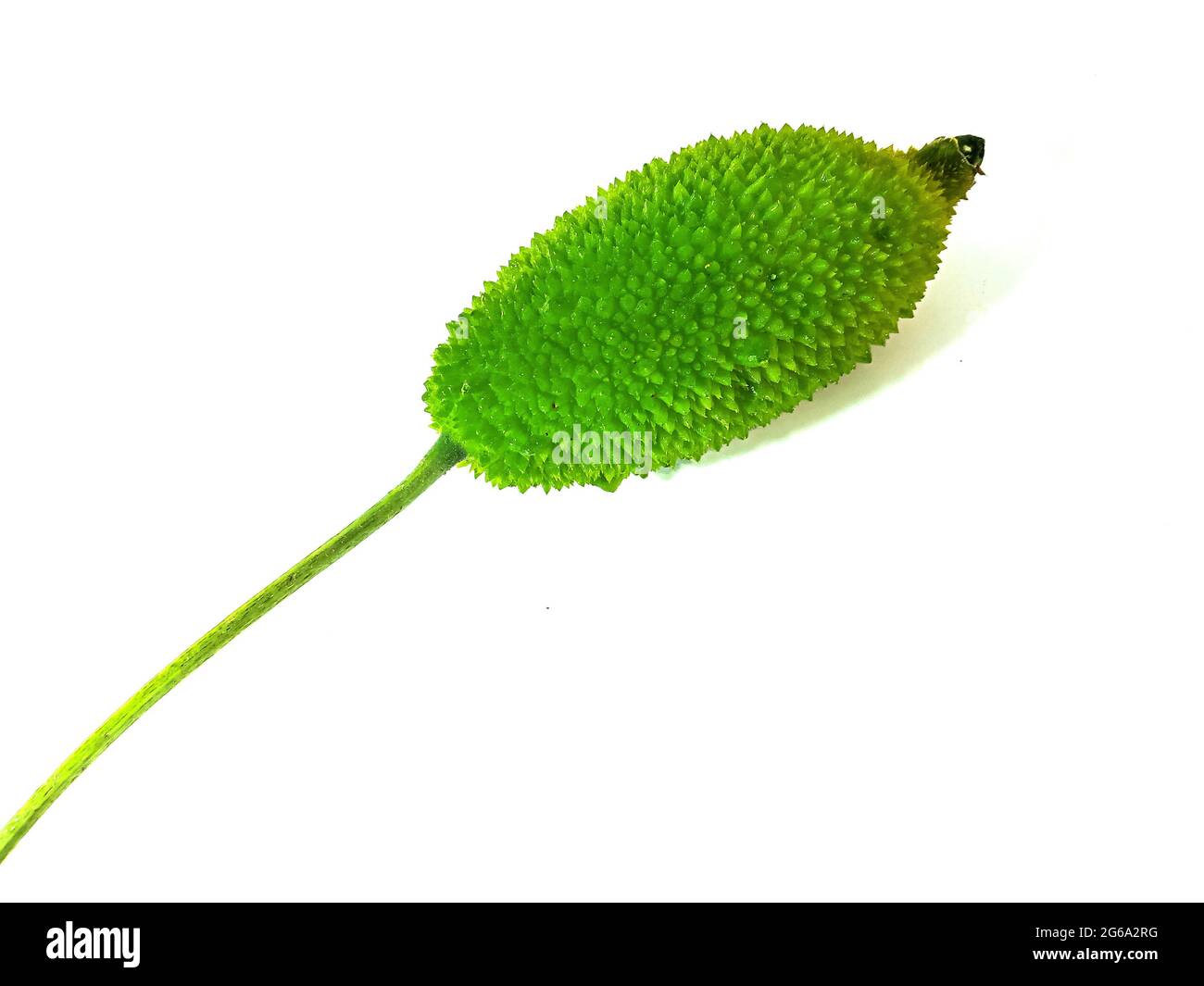 Spiny gourd or spine gourd also known as bristly balsma pear, prickly ...