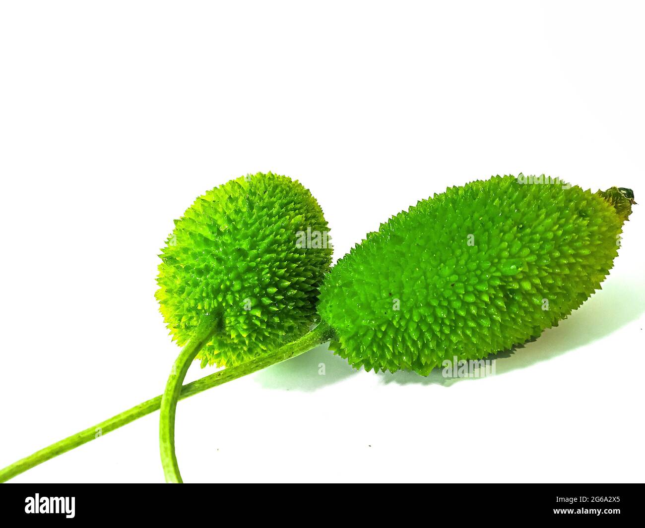 Spiny gourd or spine gourd also known as bristly balsma pear, prickly ...