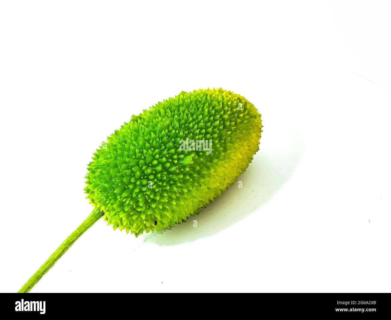 Spiny gourd or spine gourd also known as bristly balsma pear, prickly ...