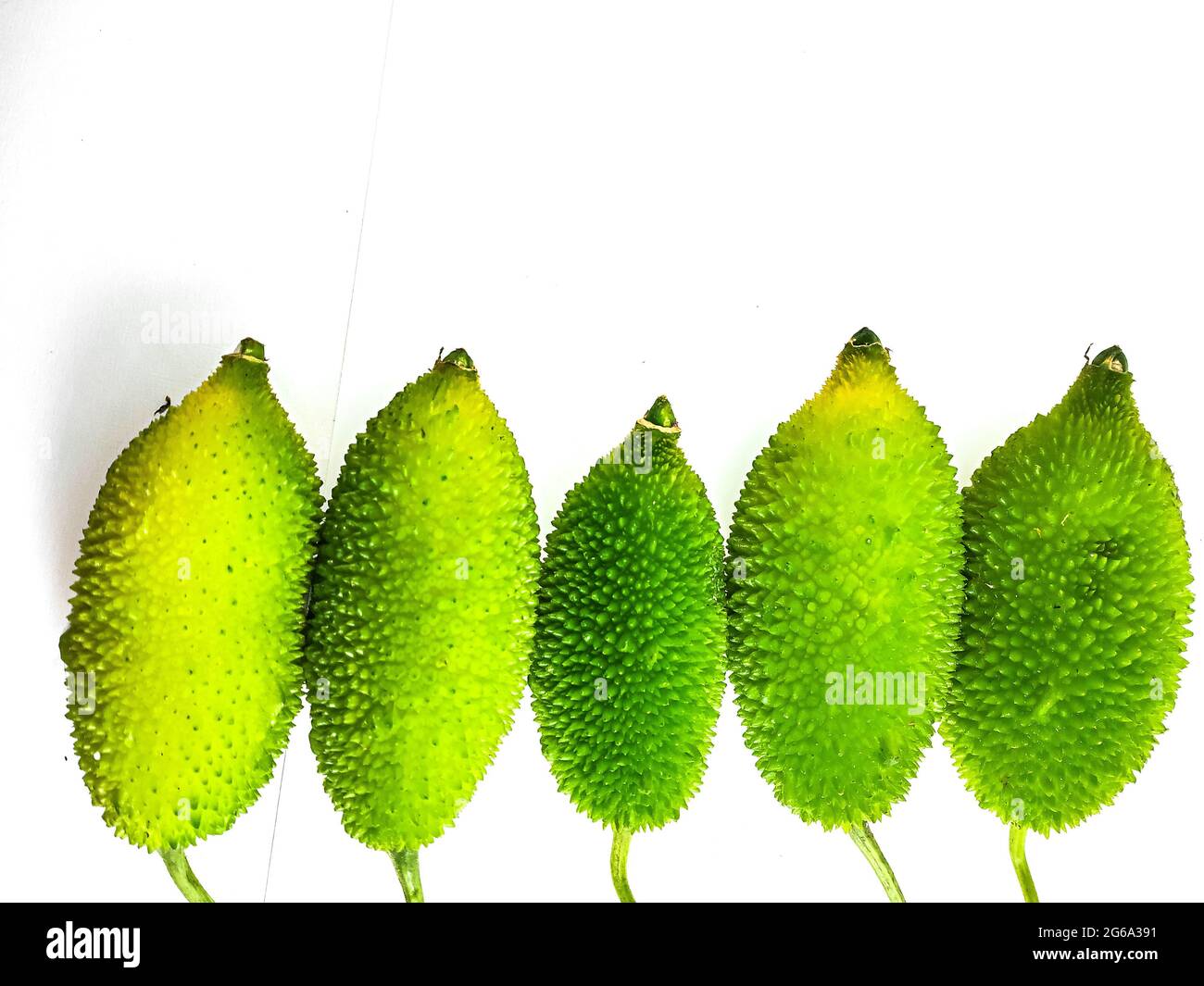 Spiny gourd or spine gourd also known as bristly balsma pear, prickly ...