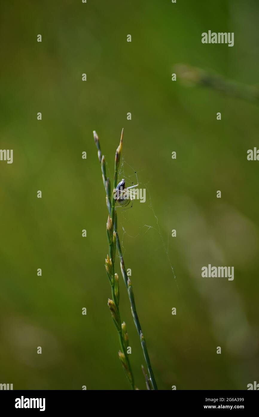Common Oval Spider High Resolution Stock Photography and Images - Alamy