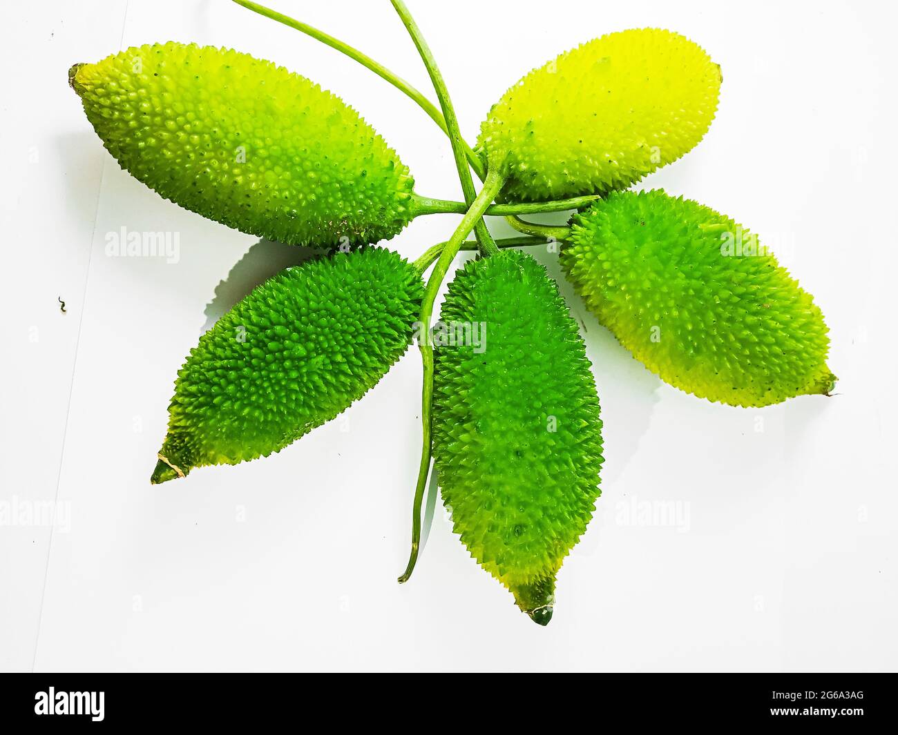 Spiny gourd or spine gourd also known as bristly balsma pear, prickly ...