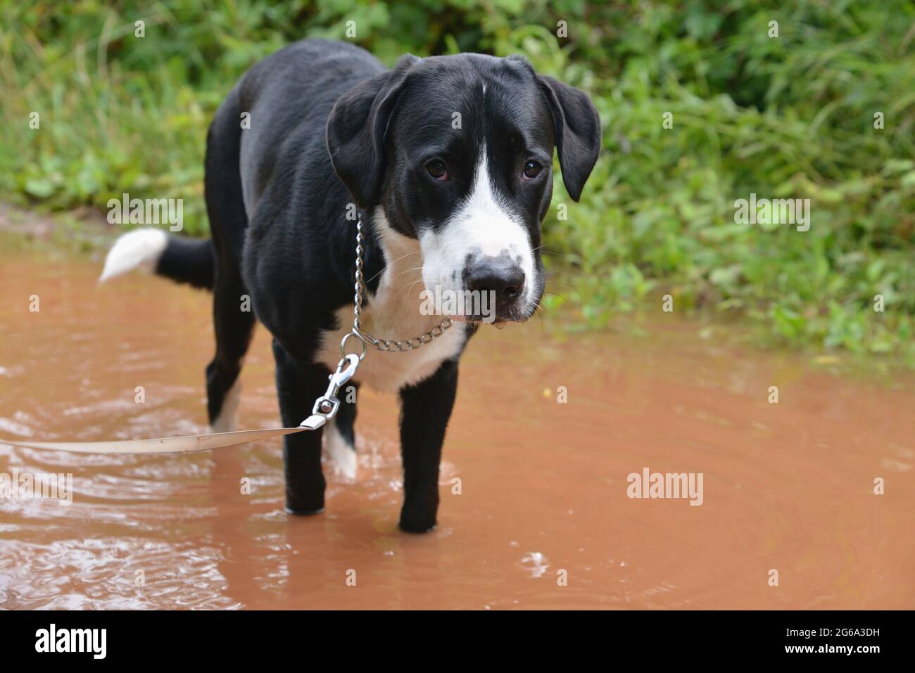 Dog runs through puddles and leaves paw prints in the mud Stock Photo ...