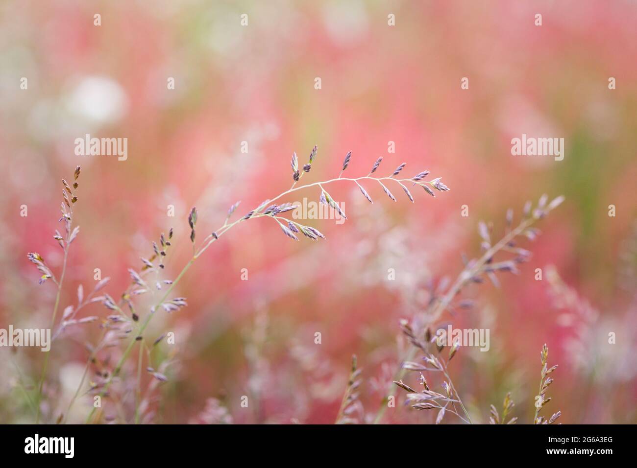 Delicate grasses and flowers on the moorlands of the Pennine Way in ...
