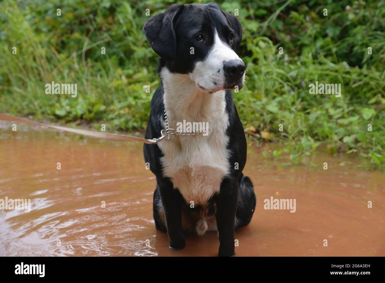 Dog runs through puddles and leaves paw prints in the mud Stock Photo ...