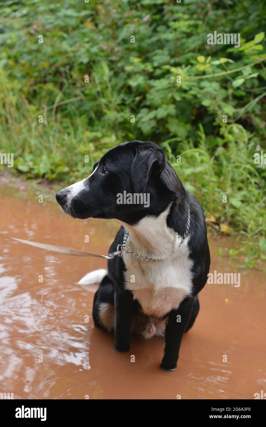 Mud runs hi-res stock photography and images - Alamy