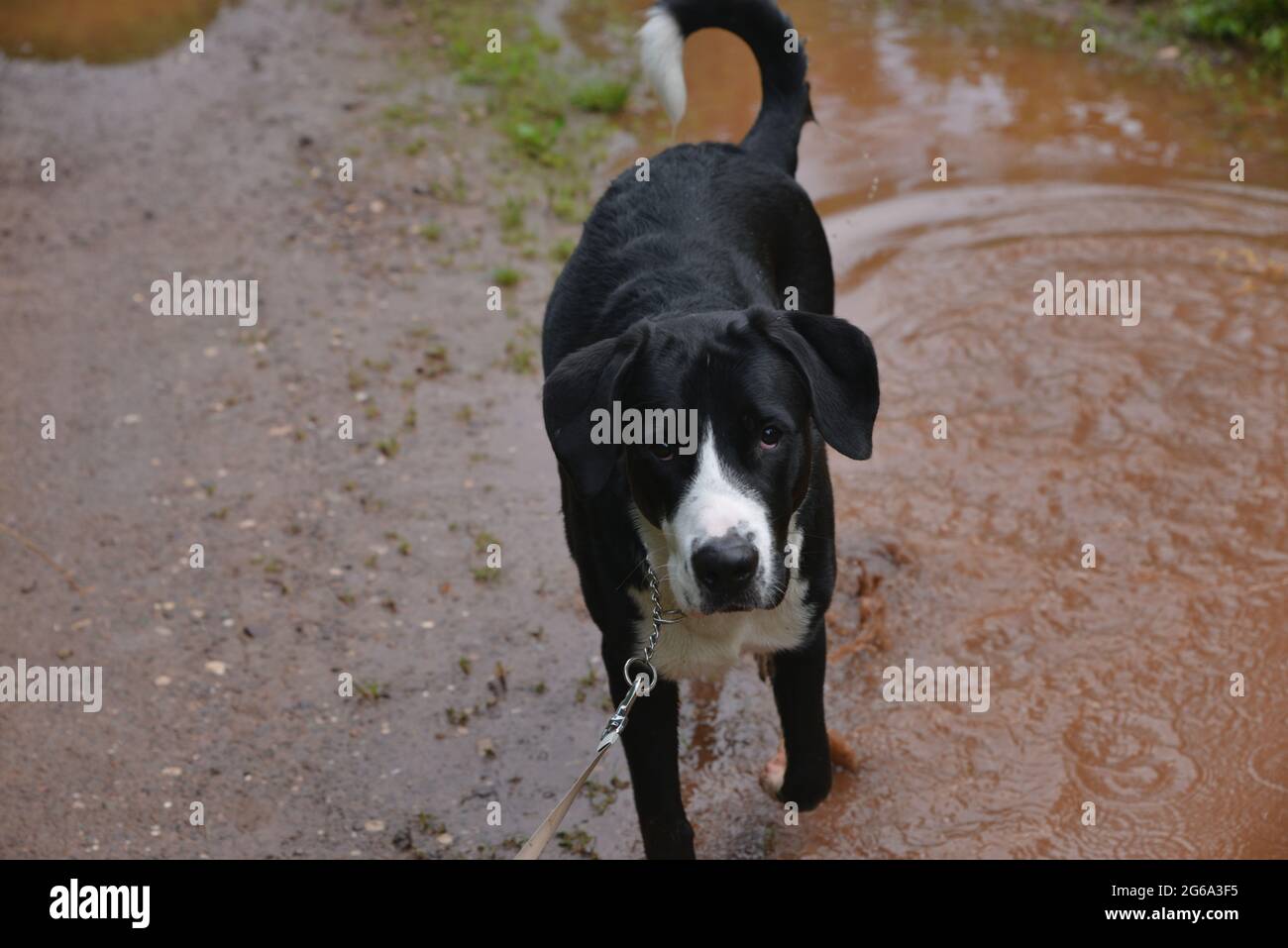 Dog runs through puddles and leaves paw prints in the mud Stock Photo ...