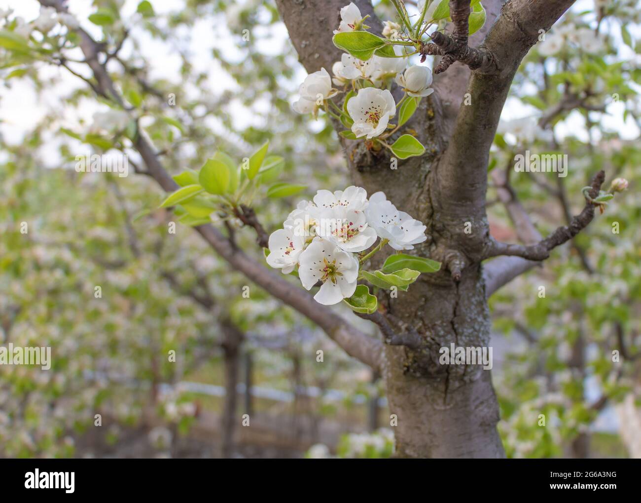 Pear tree in beautiful hi-res stock photography and images - Alamy