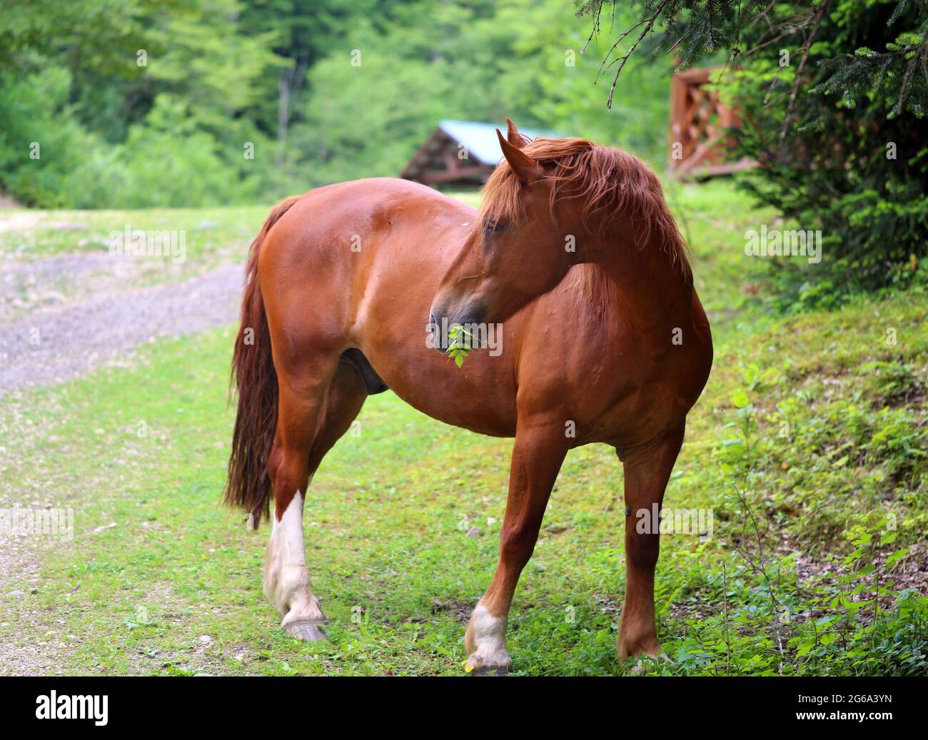 Beautiful red horse eats leaves in a nature reserve Stock Photo - Alamy