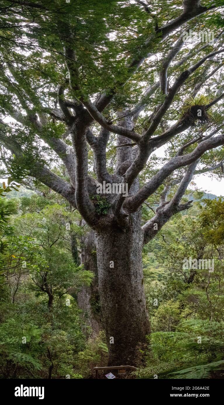 Old native trees new zealand hi-res stock photography and images - Alamy