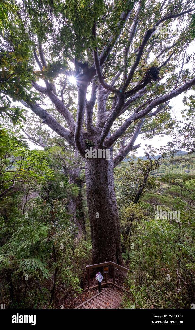 Old native trees new zealand hi-res stock photography and images - Alamy